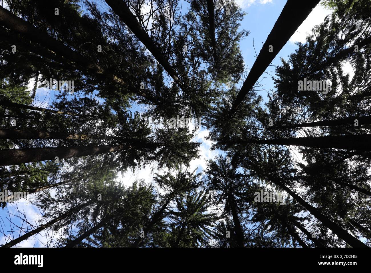 Tree crowns viewed from below Stock Photo - Alamy