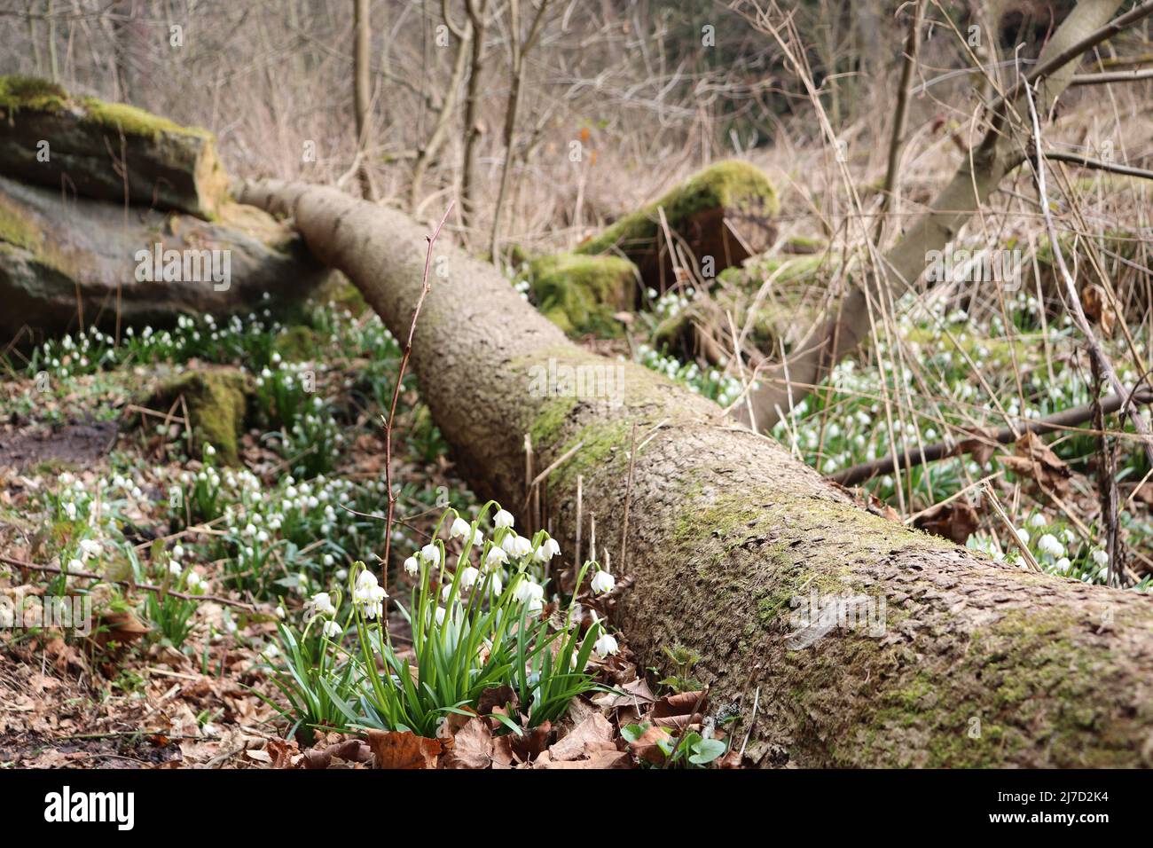 Leucojum vernum (spring snowflake) plant blooming in early spring Stock ...