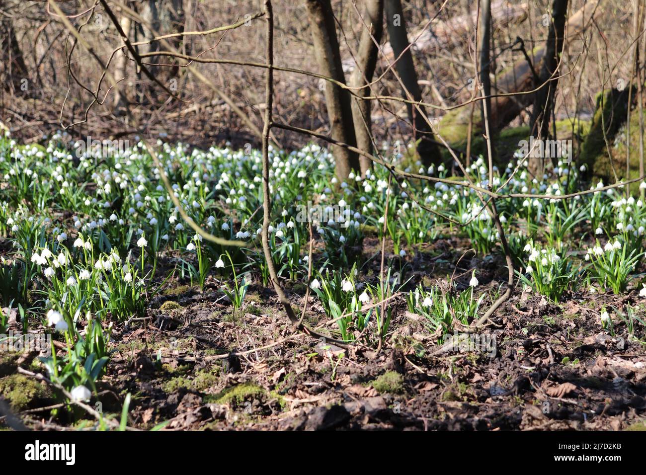 Leucojum vernum (spring snowflake) plant blooming in early spring Stock ...