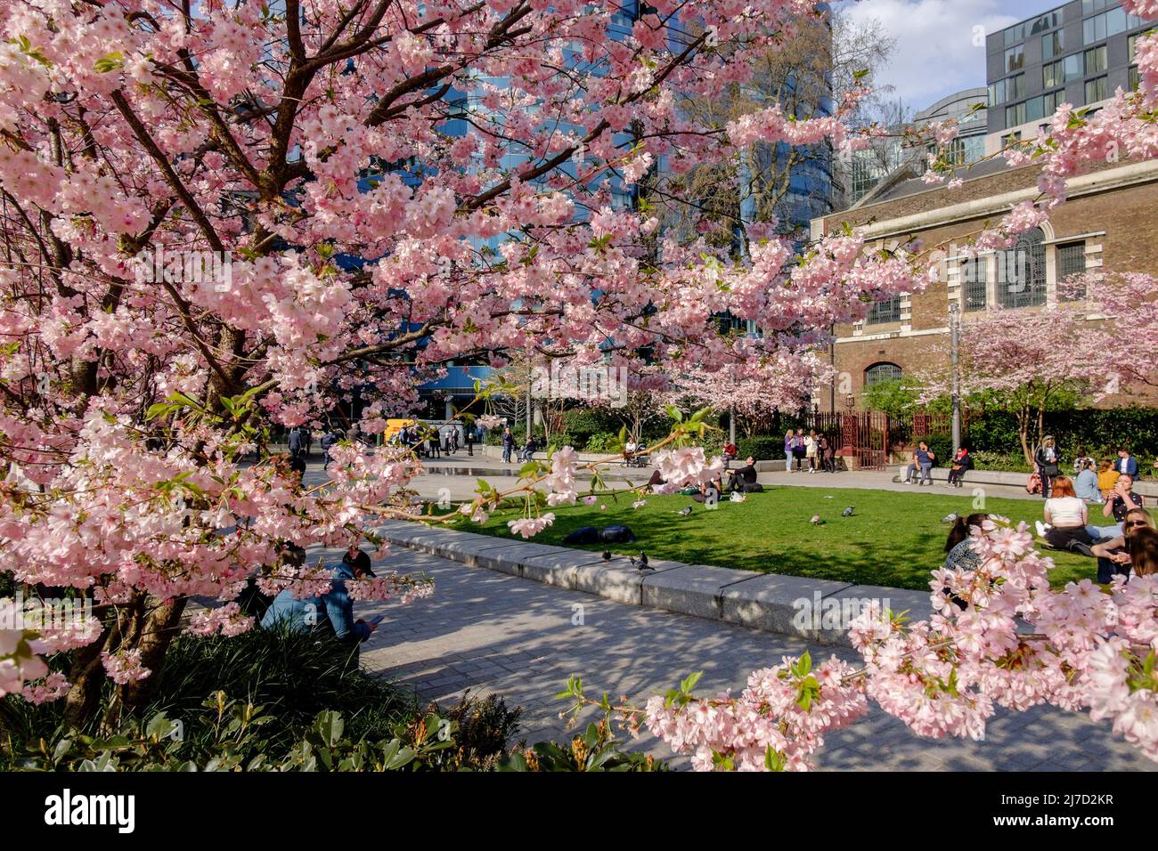 London cherry blossom trees aldgate hi-res stock photography and images ...