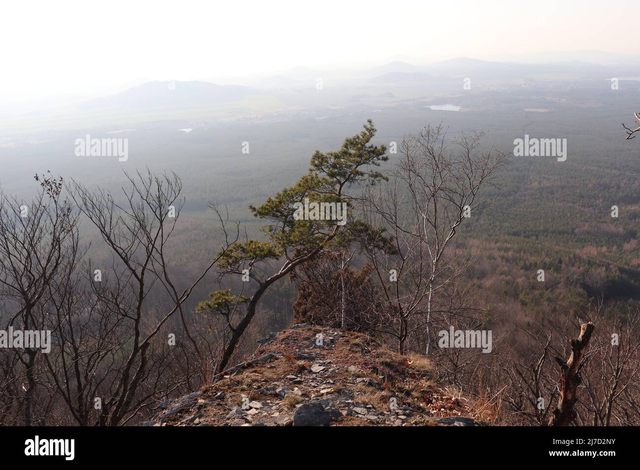 A windswept pine tree overlooking the north Bohemian wooded and hilly ...