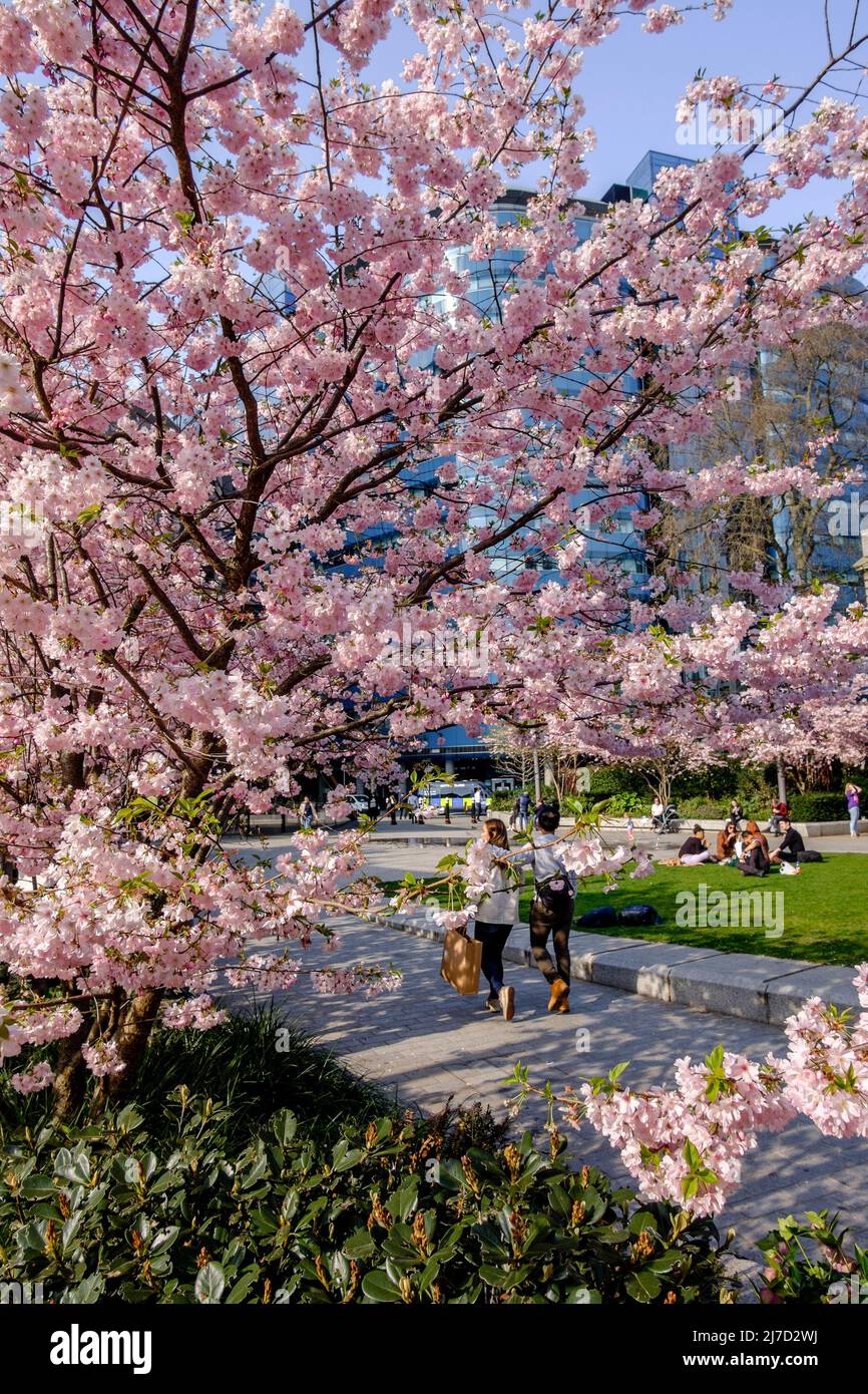 Spring blossom on trees in the City of London, United Kingdom Stock ...