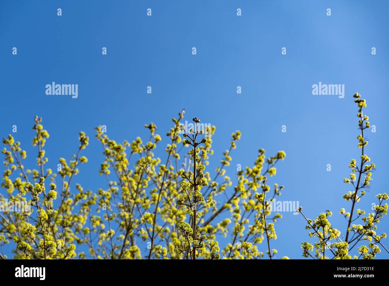 Fresh tree buds are opening during the spring season. Looking up to the ...