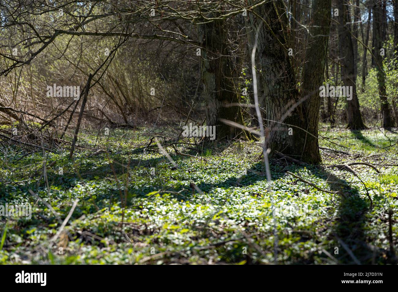 Sunlight is shining through tall trees on a natural ground. Fresh green ...