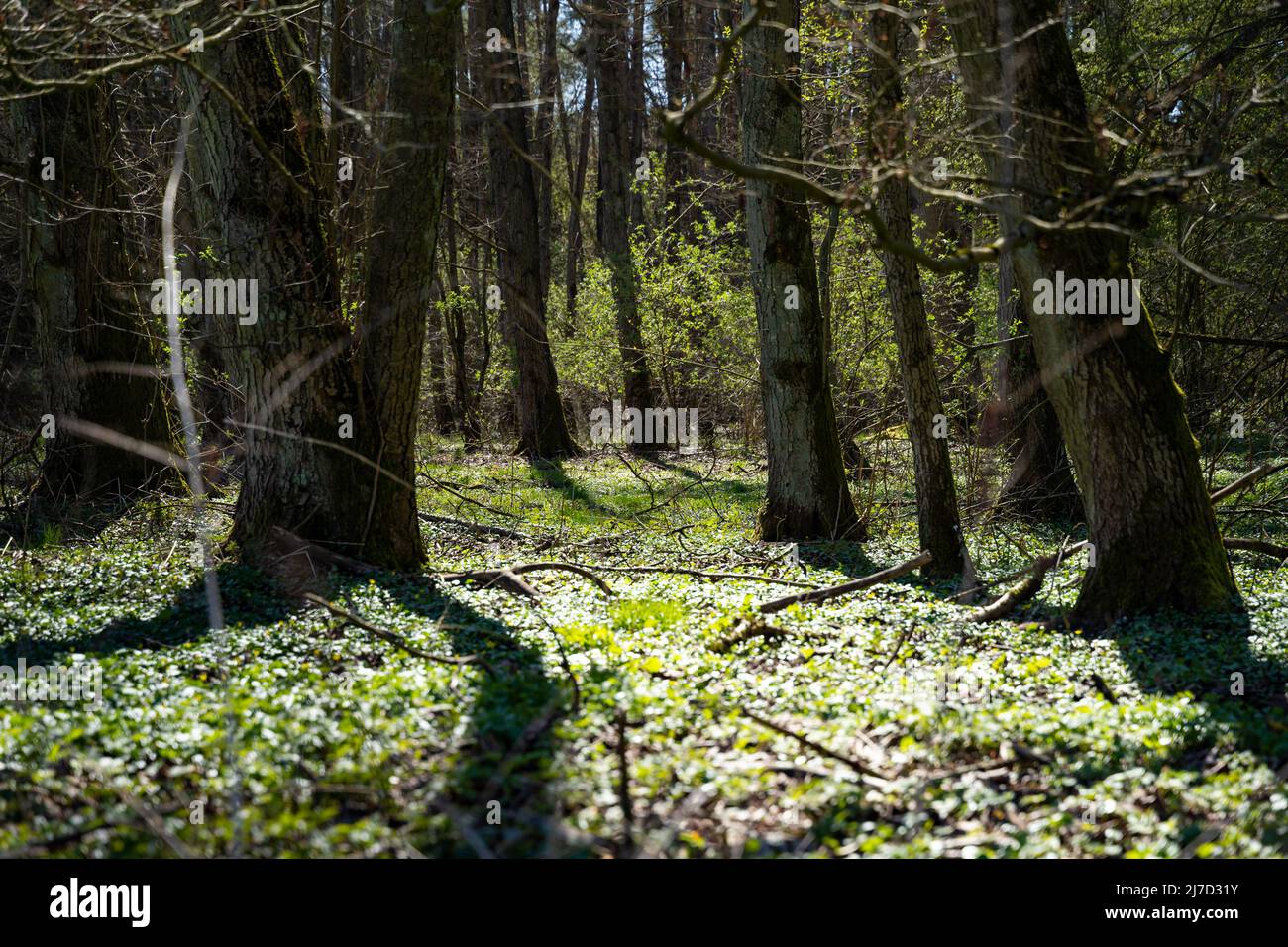 Sunlight is shining through tall trees on a natural ground. Fresh green ...