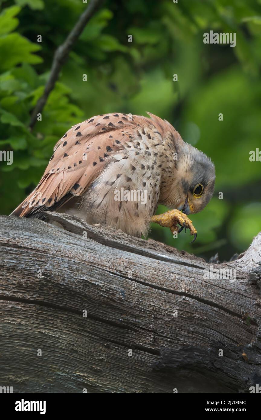 Wild kestrel sitting by nest preening after a eating a good catch Stock ...