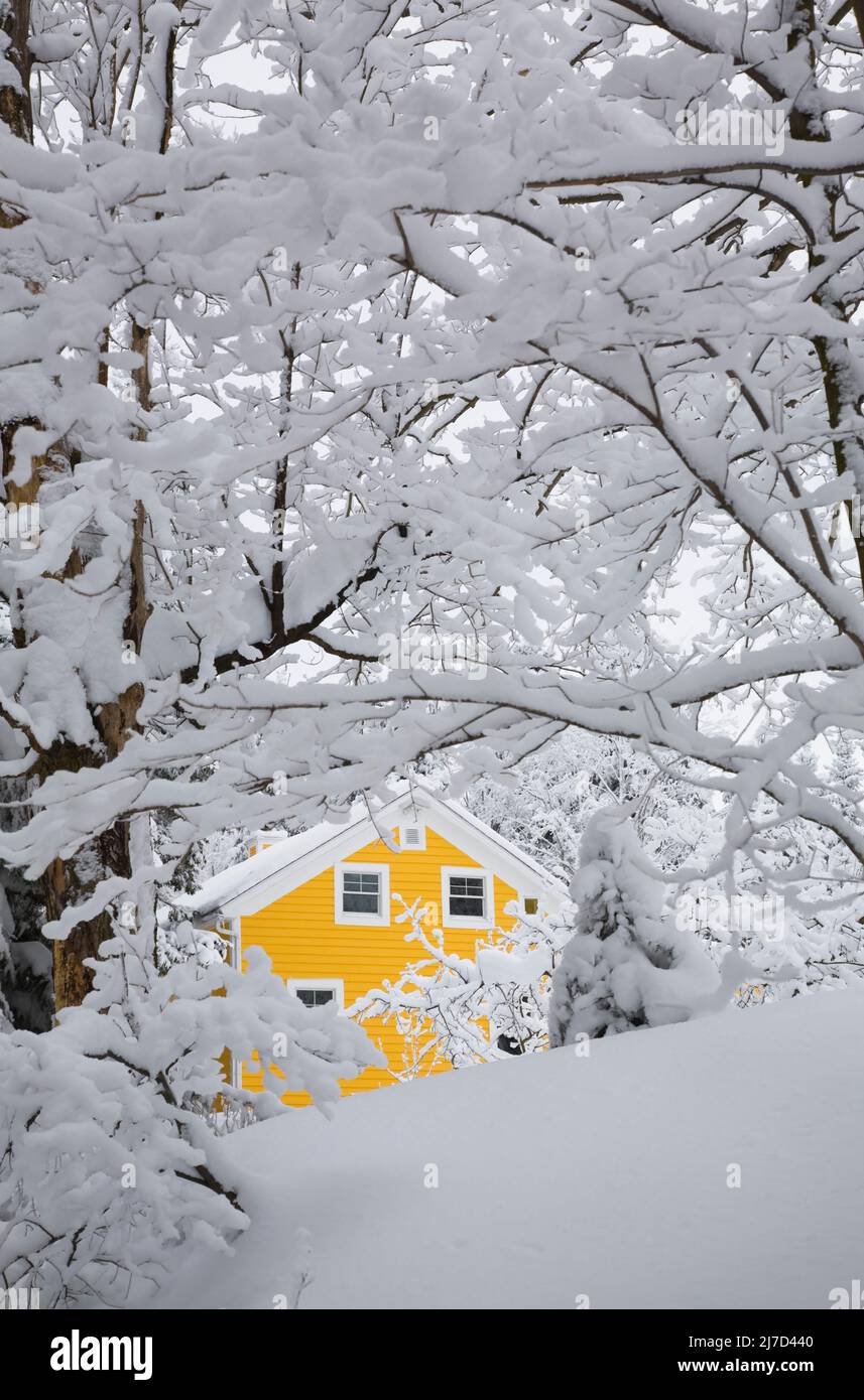 Yellow wood plank cladded cottage style home through snow covered trees ...