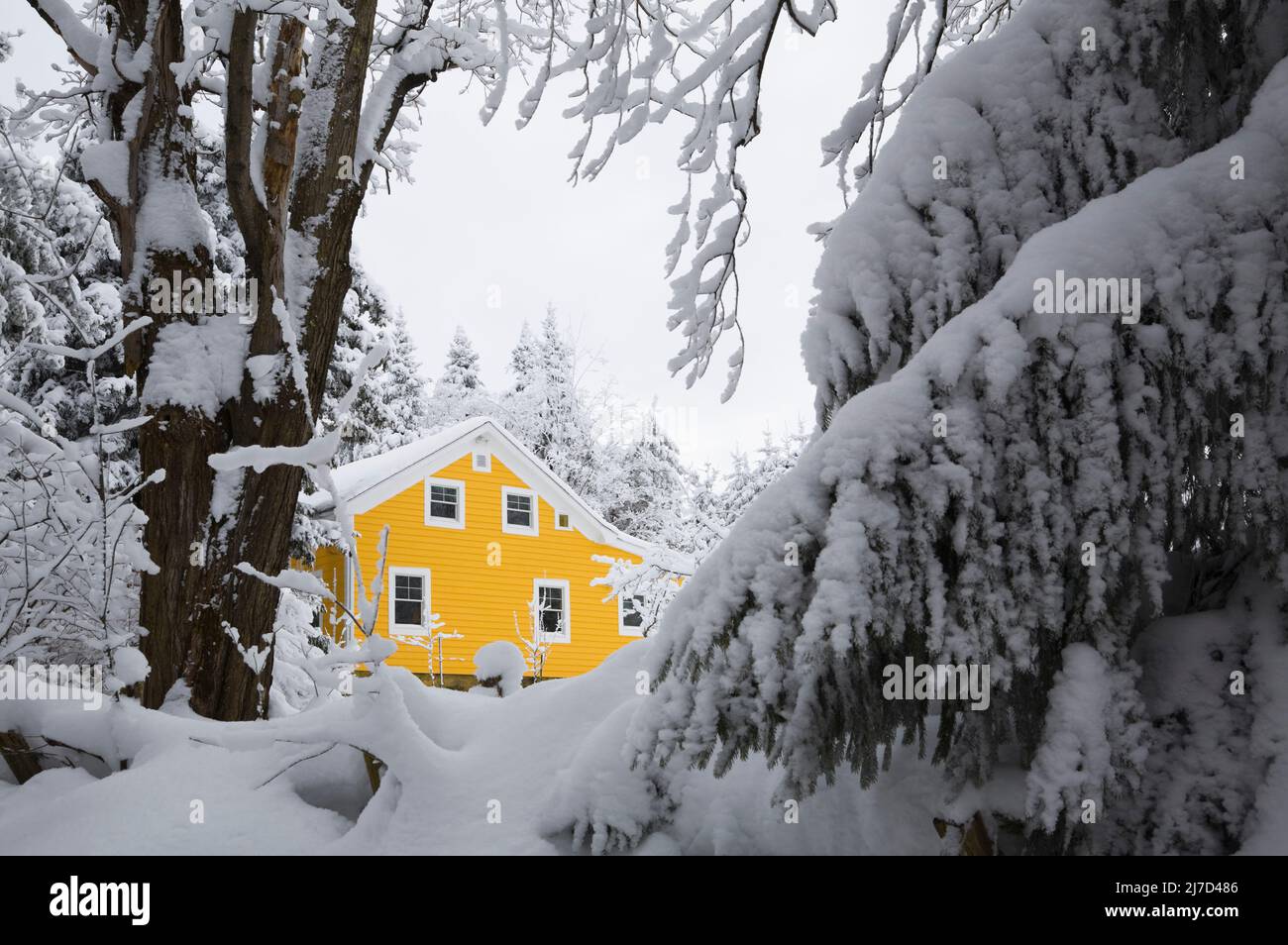 Yellow wood plank cladded cottage style home through snow covered trees ...