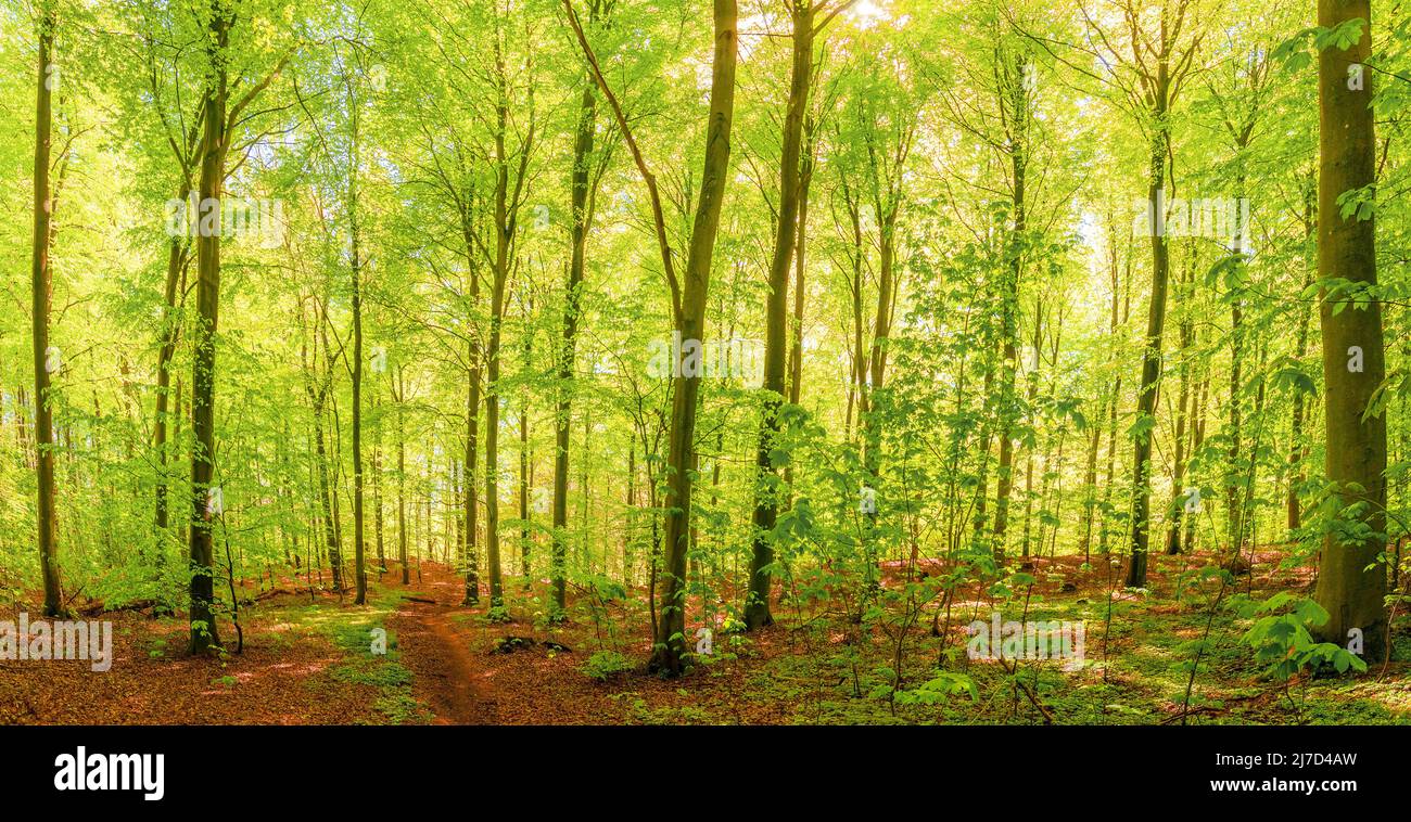 Beech denmark hi-res stock photography and images - Alamy