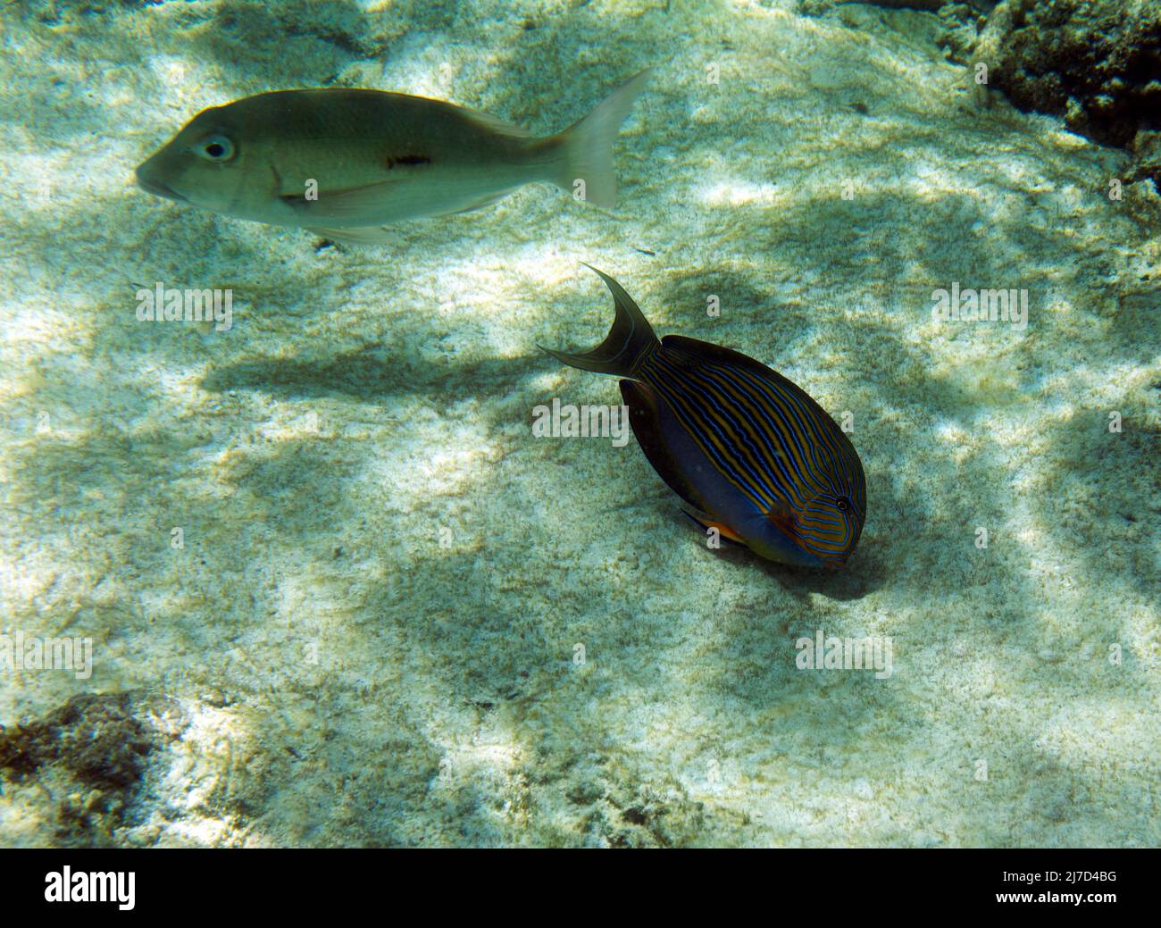 Acanthurus zebra hi-res stock photography and images - Alamy
