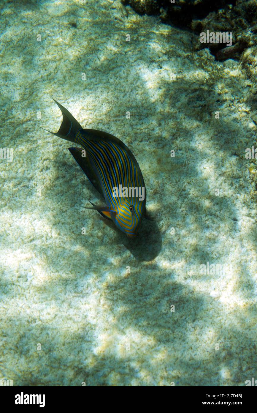 Acanthurus zebra hi-res stock photography and images - Alamy