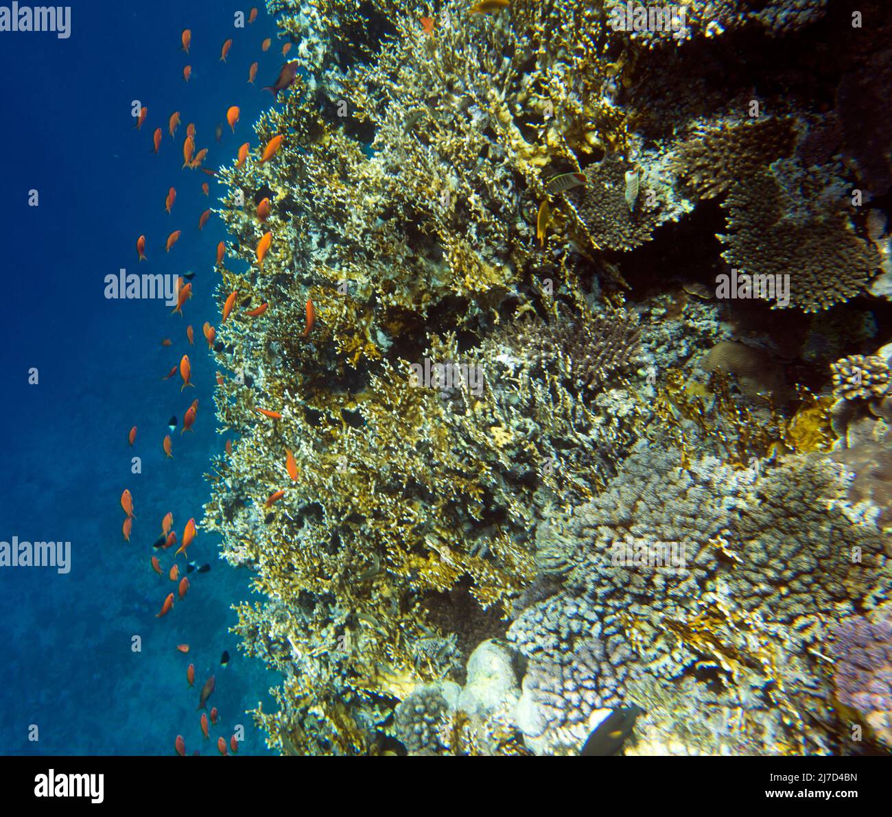 View of red sea reef at Sharm in Egypt Stock Photo - Alamy