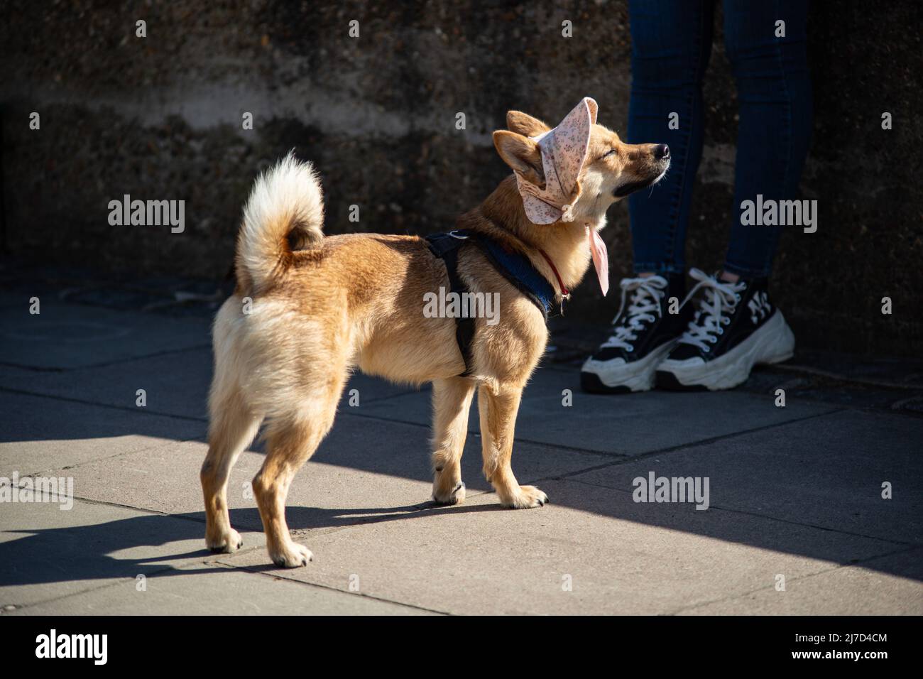 8th May 2022. London, UK. Stylish Shiba Inu Suns Itself at Upper Mall ...