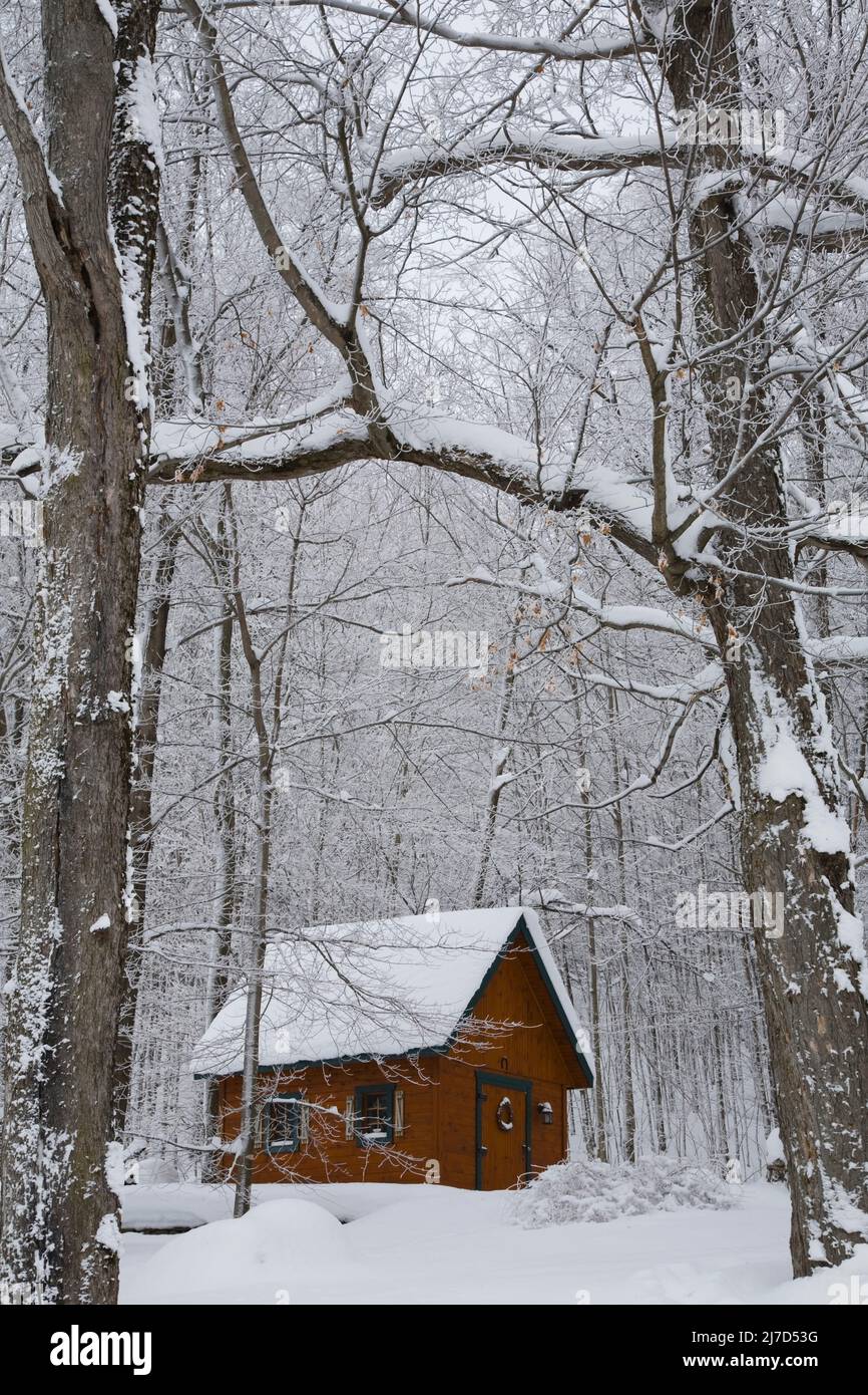 Swiss chalet style storage shed through snow covered trees in winter ...