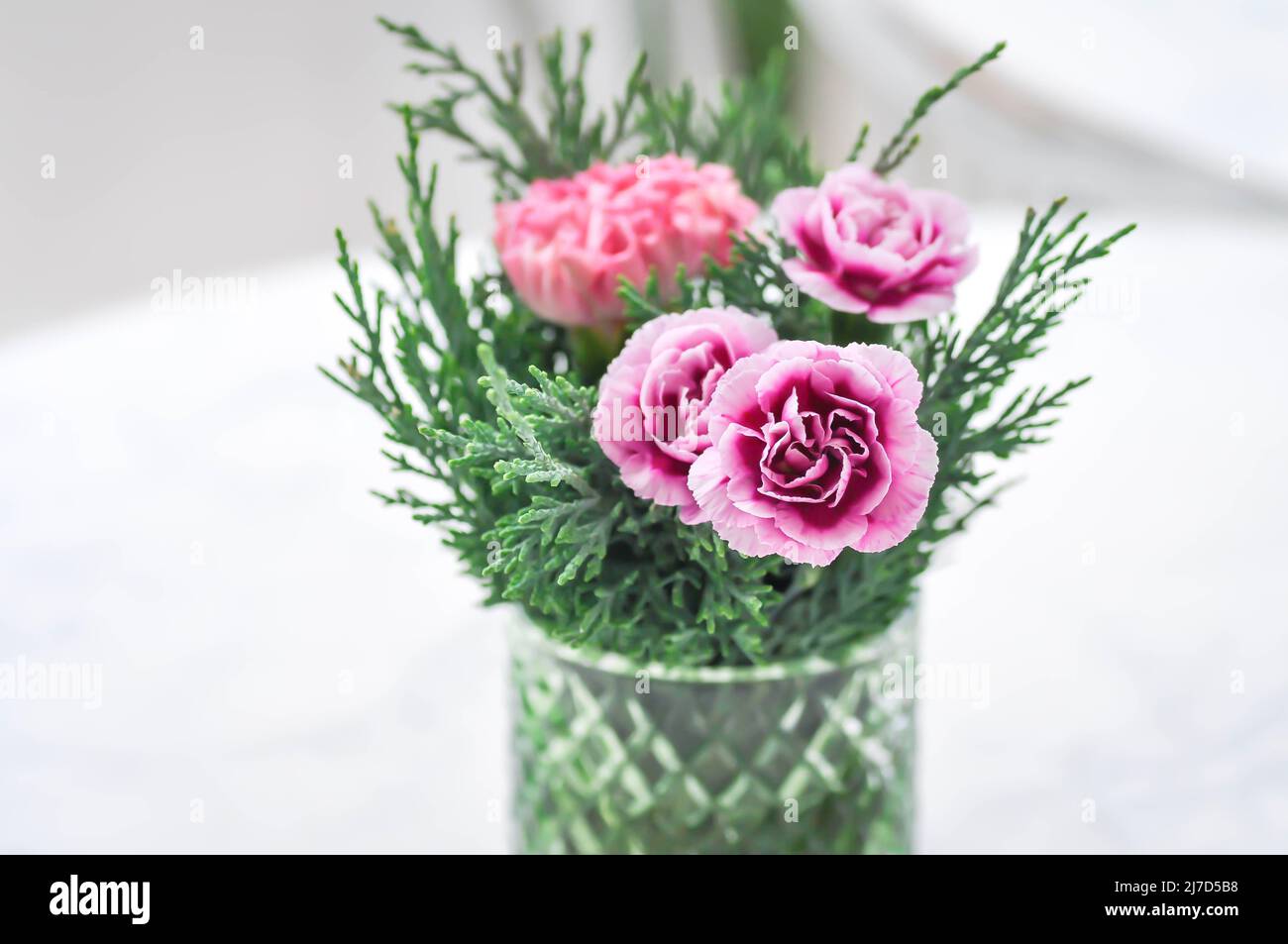 Dianthus caryophyllus l hi-res stock photography and images - Alamy