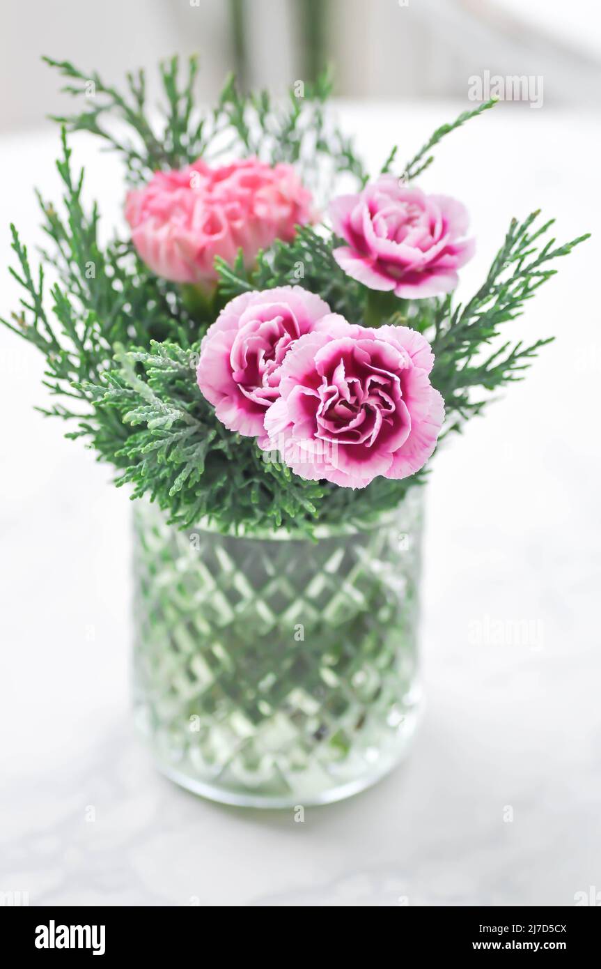 Dianthus caryophyllus l hi-res stock photography and images - Alamy