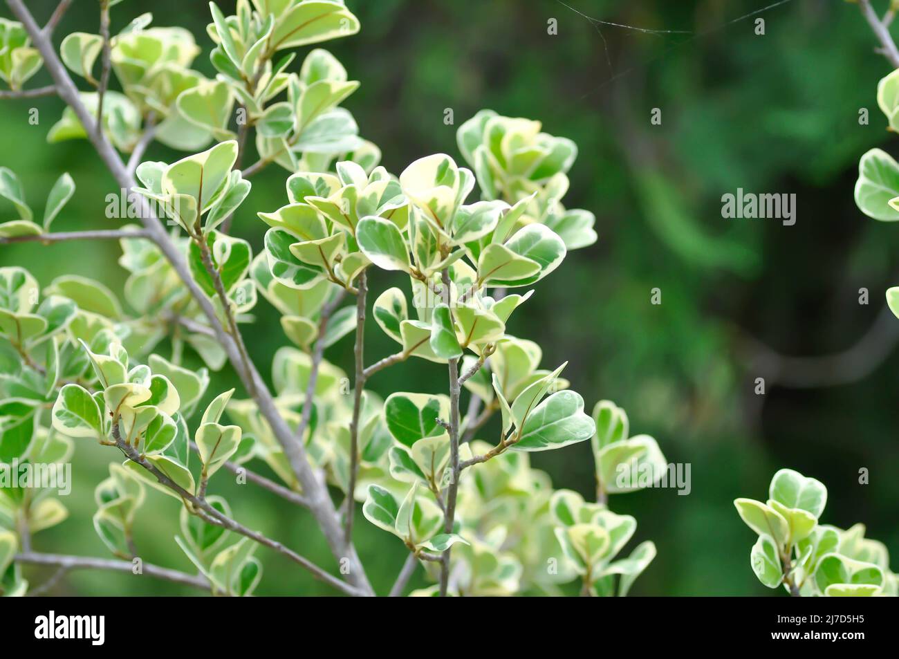 Mistletoe Fig, Mistletoe Rubber Plant or Ficus deltoidea plant Stock ...
