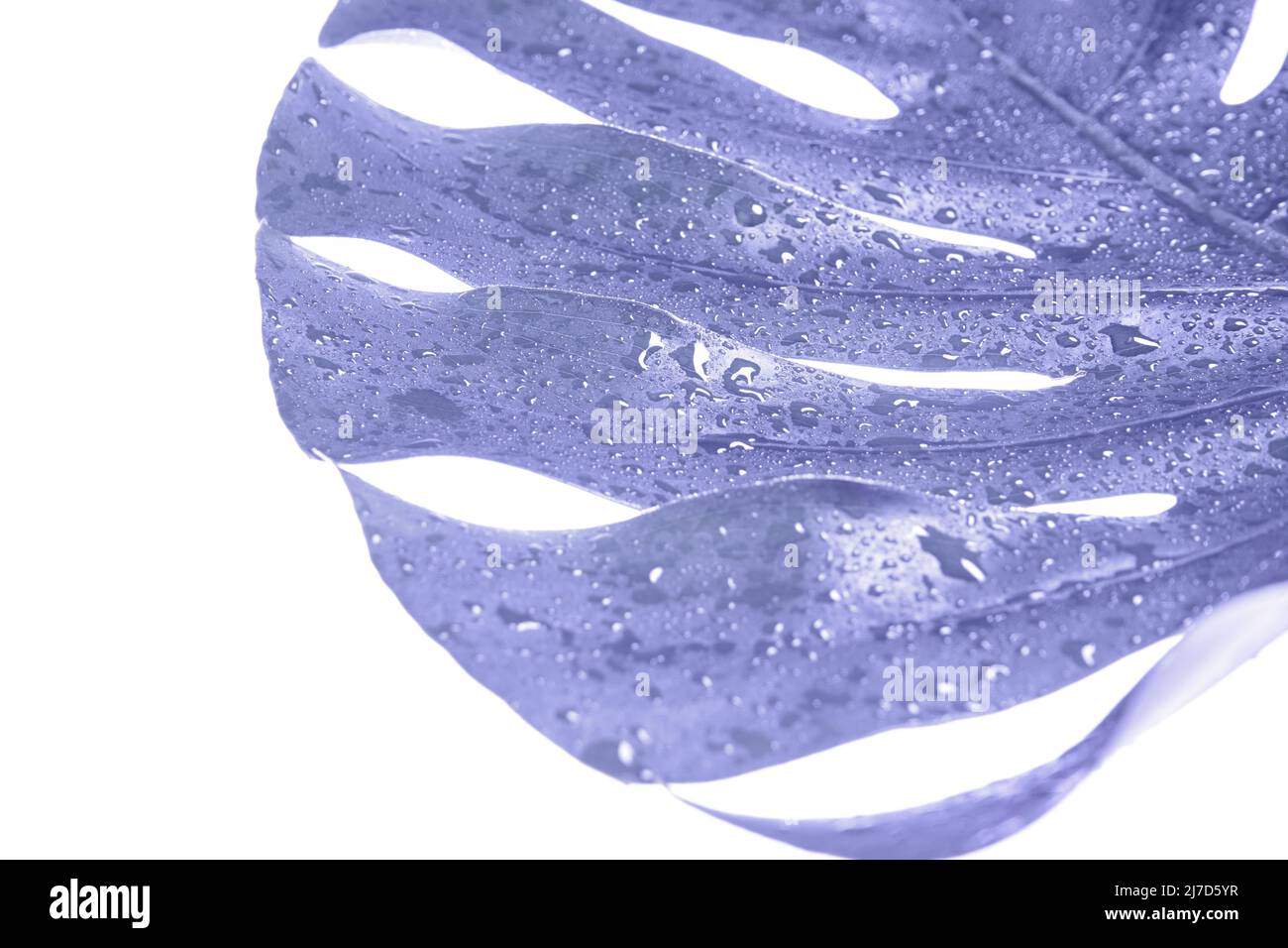 Purple Monstera summer leaf. Tropic palm flora. Jungle rainforest ...