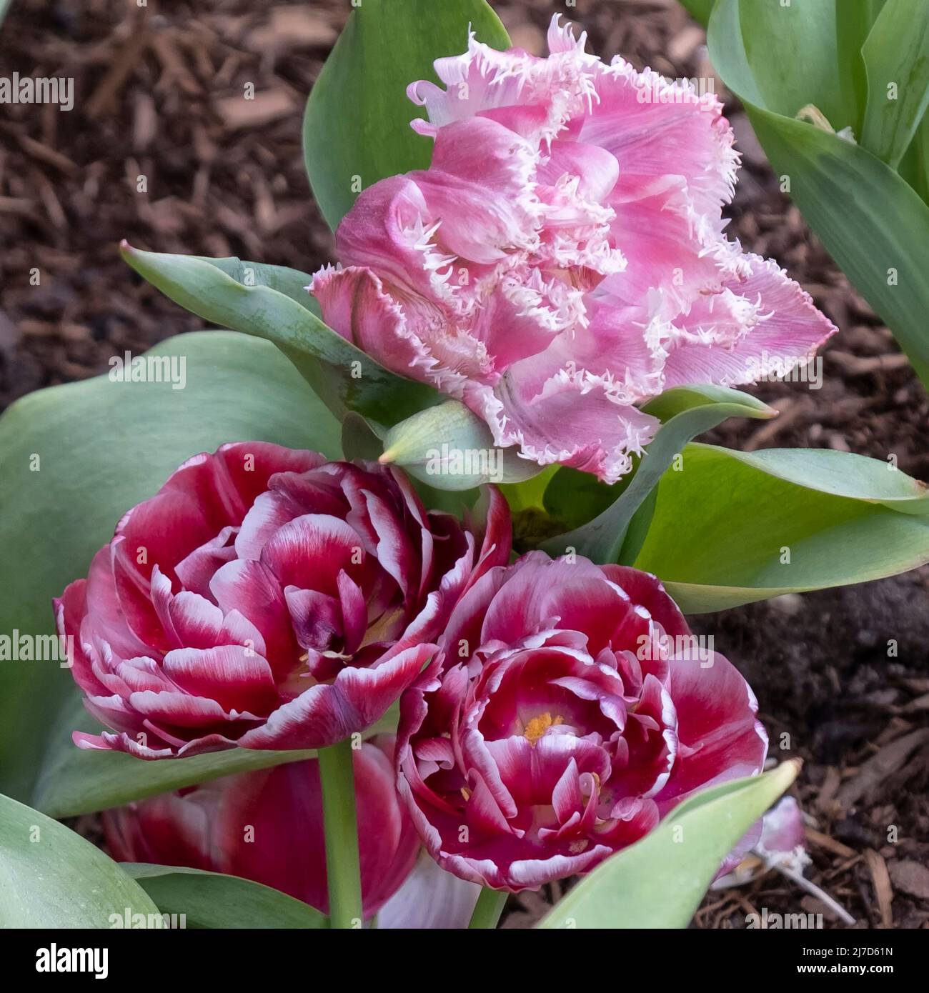 Pink fringed and red double tulips in a garden Stock Photo - Alamy