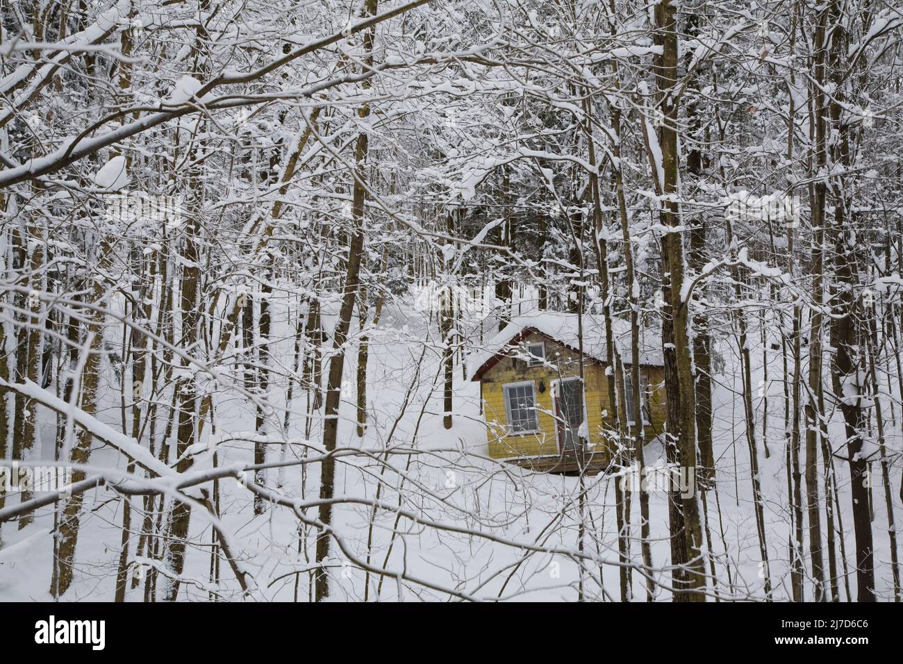 Small rustic chalet through snow covered trees in forest in winter ...