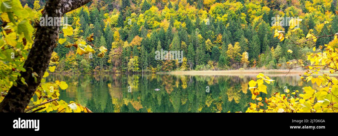 calm landscape with colorful deciduous trees in forest Stock Photo - Alamy