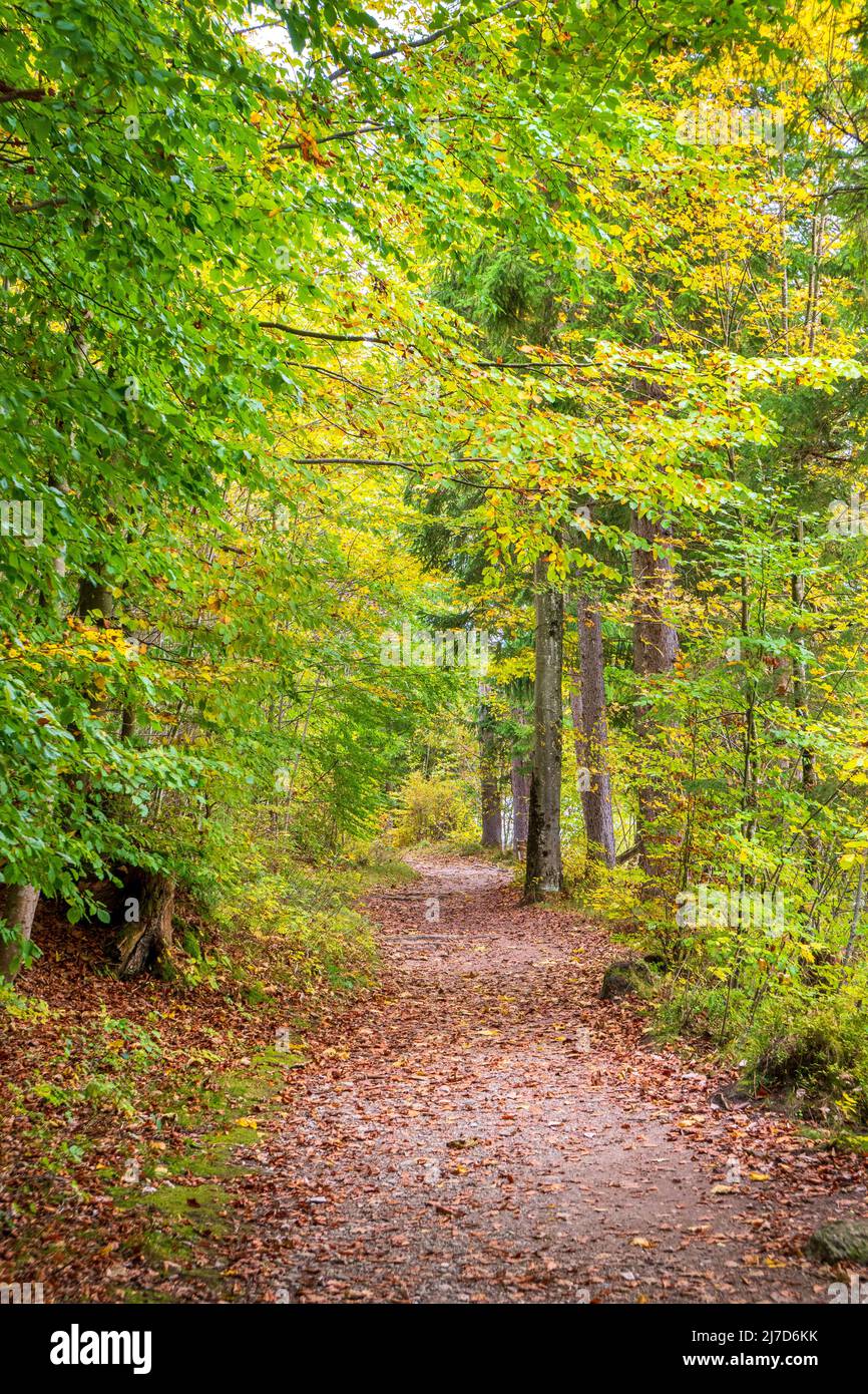 calm landscape with colorful deciduous trees in forest Stock Photo - Alamy
