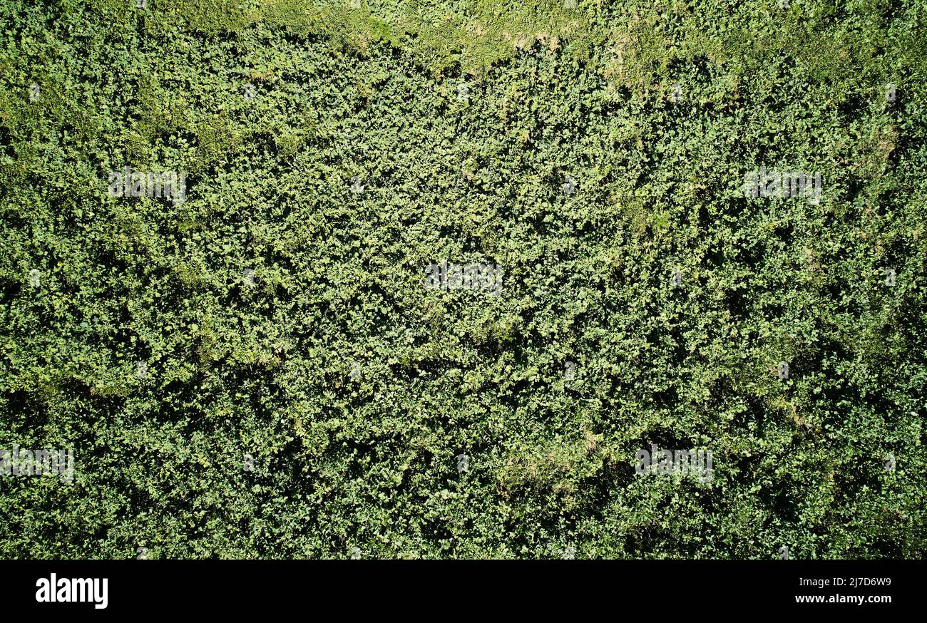 Green grass empty field above drone view. Fresh lawn texture Stock ...