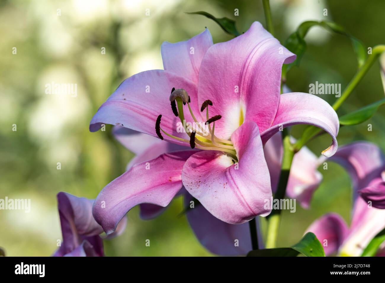 Lily flower in close-up. Isolated large and colorful lily flowers in ...