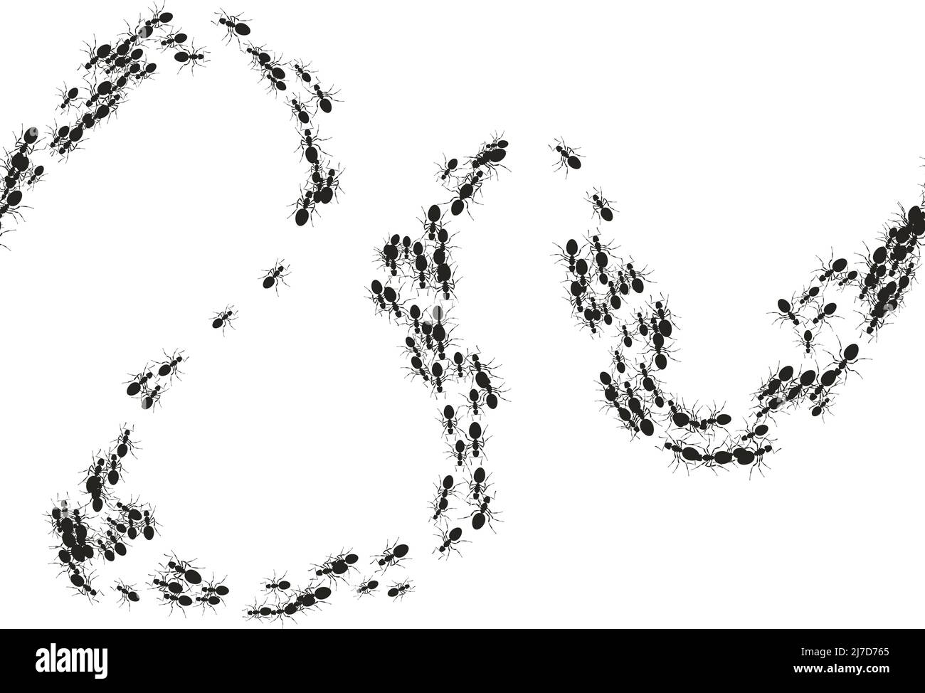 Colony ants. Seamless pattern insects ant on white. Workers ants ...