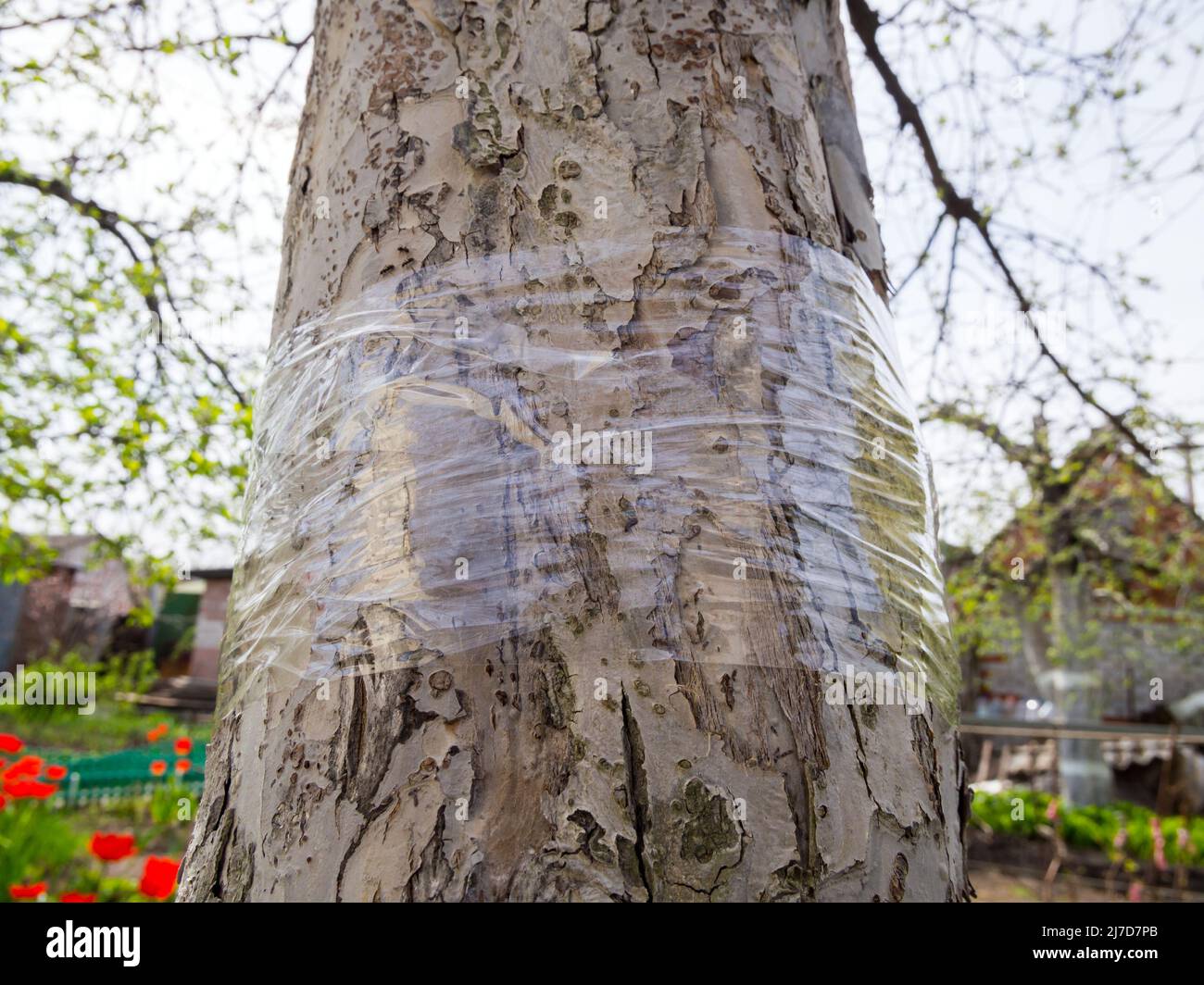 Tree trunk wrapped with transparent stationery tape Stock Photo - Alamy