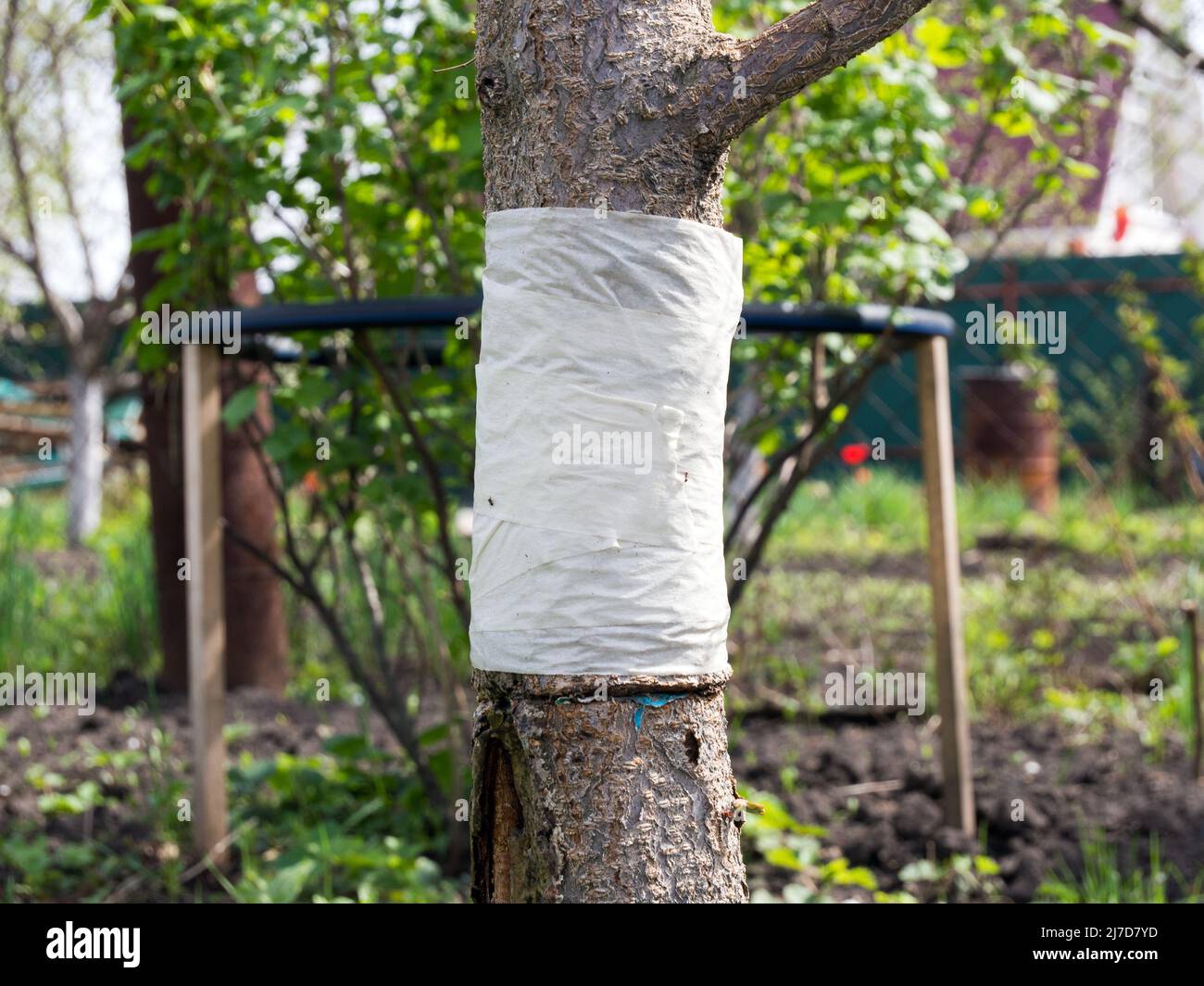 Hunting belt on a tree trunk made of masking tape Stock Photo - Alamy