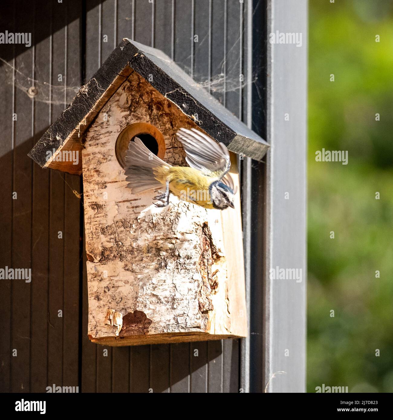 Blue tit flying from a wooden bird box in a suburban garden in spring ...