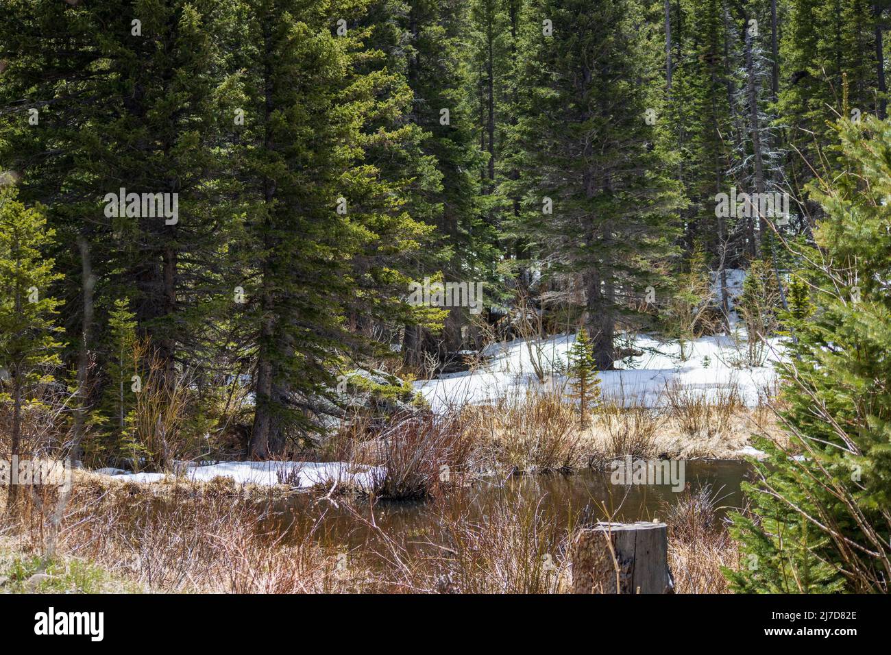 An idyllic winter scene deep in the forest of the Rocky Mountains of ...