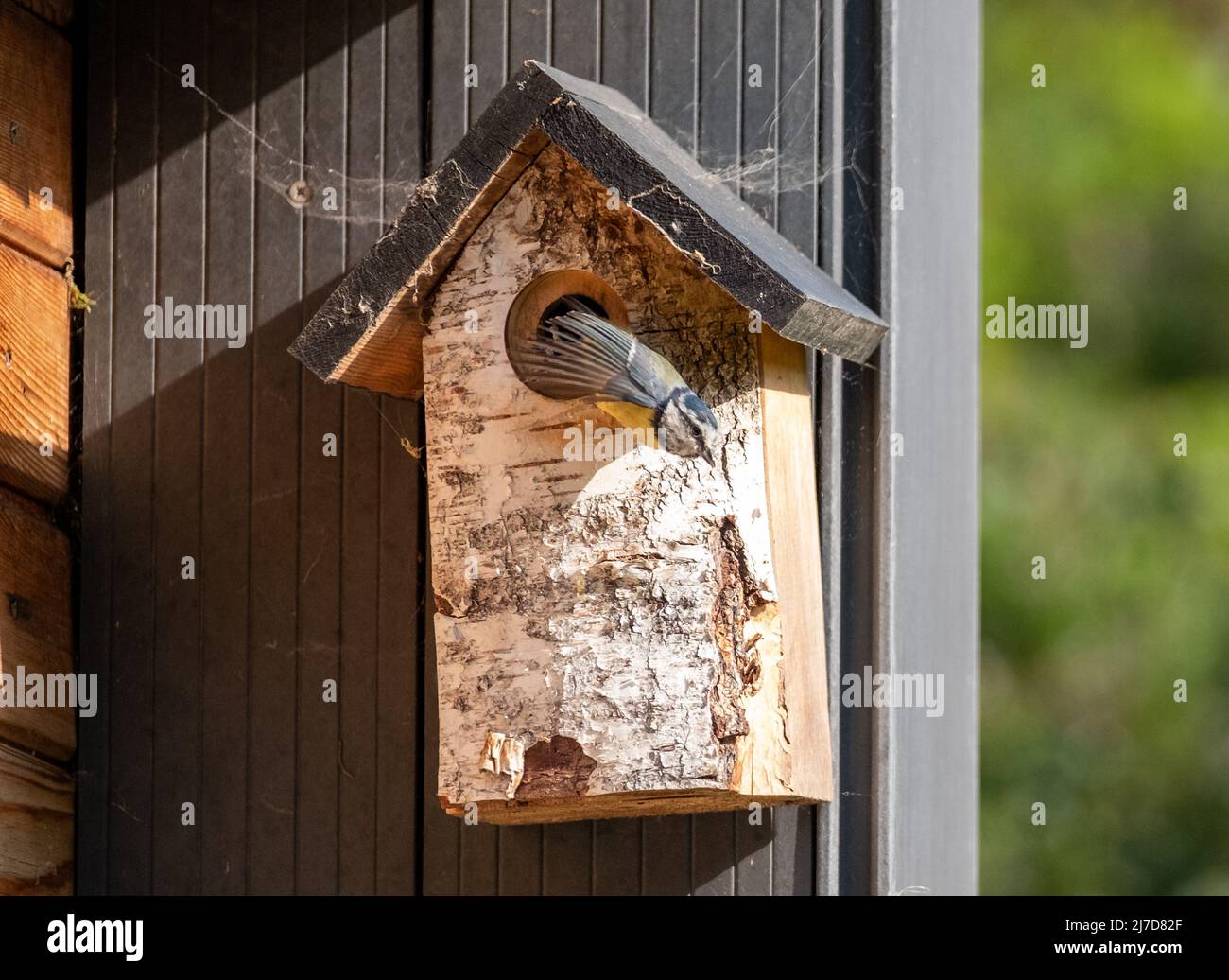 Blue tit flying from a wooden bird box in a suburban garden in spring ...