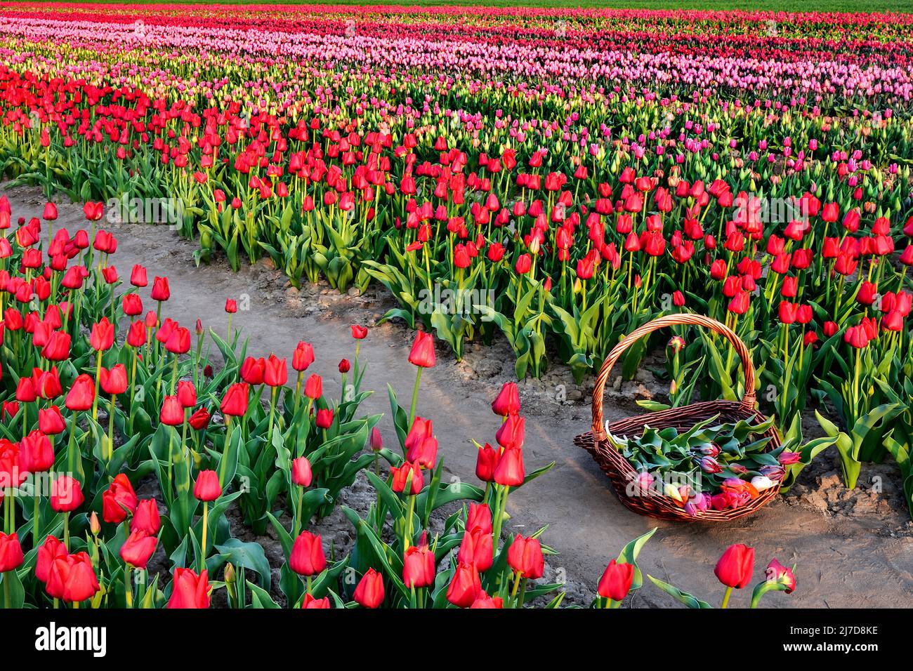 Tulips colors hi-res stock photography and images - Alamy