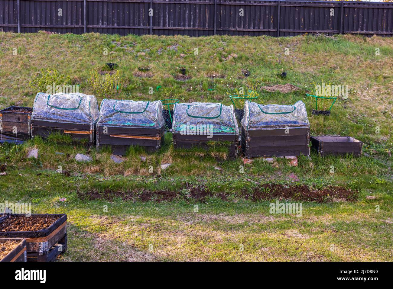 Beautiful view of garden with growing strawberries in pallets on ...