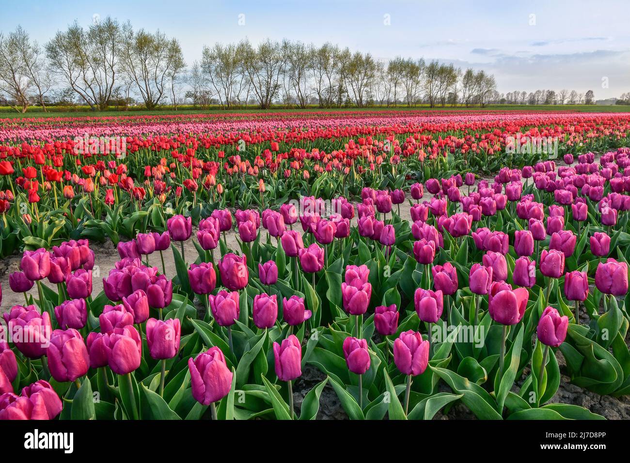 Different colors of tulip flowers hi-res stock photography and images ...