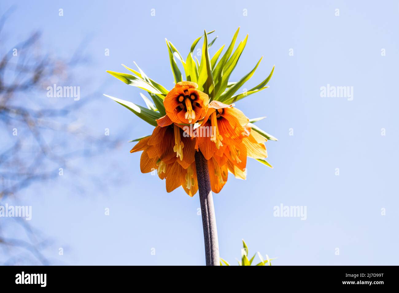 Hosta - Frosted Dimples flowers grow and bloom in the botanical garden ...