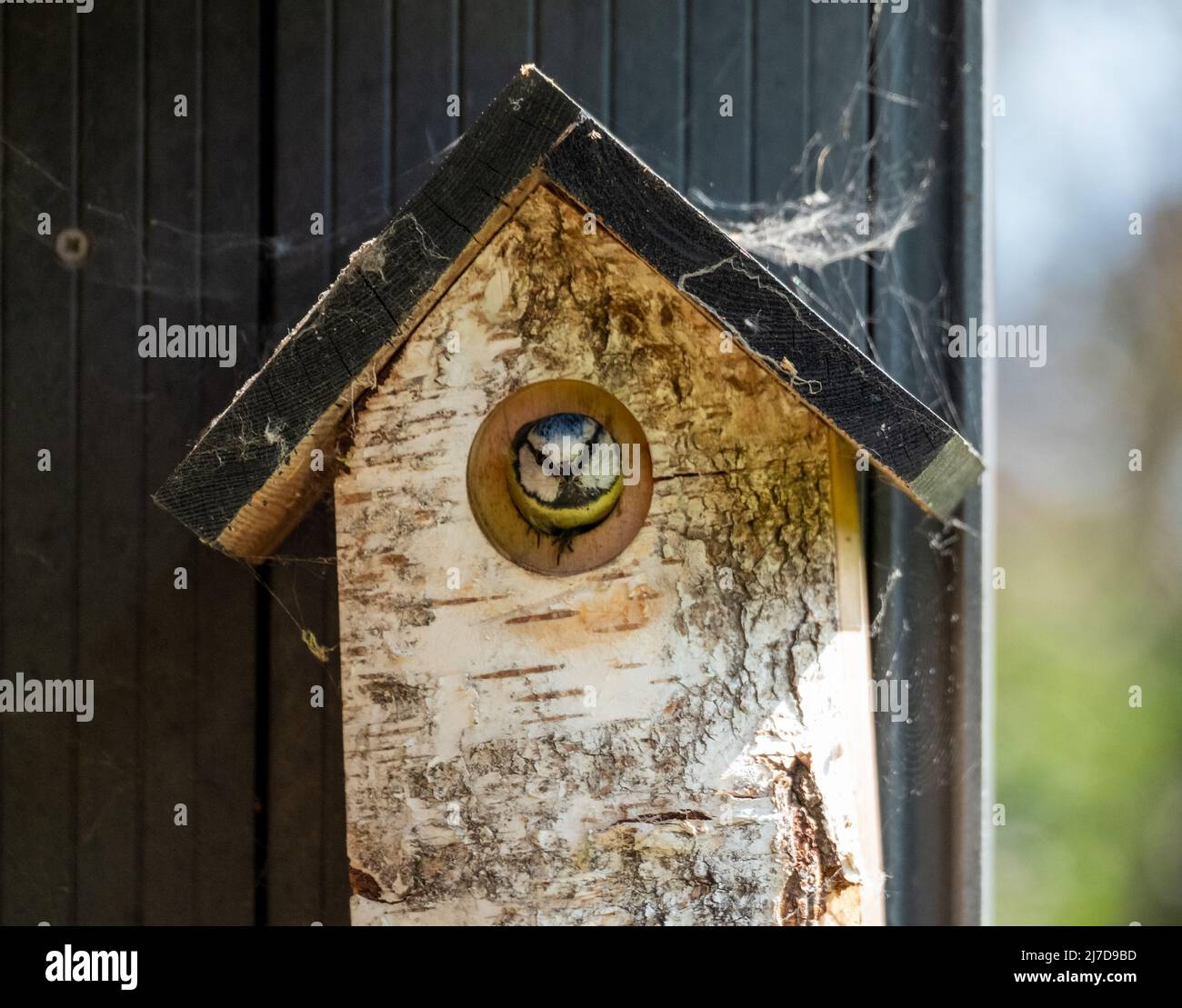 Blue tit flying from a wooden bird box in a suburban garden in spring ...