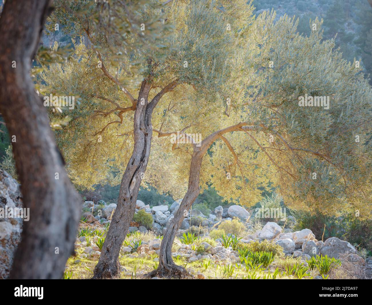 walk in olive grove, Harvest ready to produce extra virgin olive oil ...