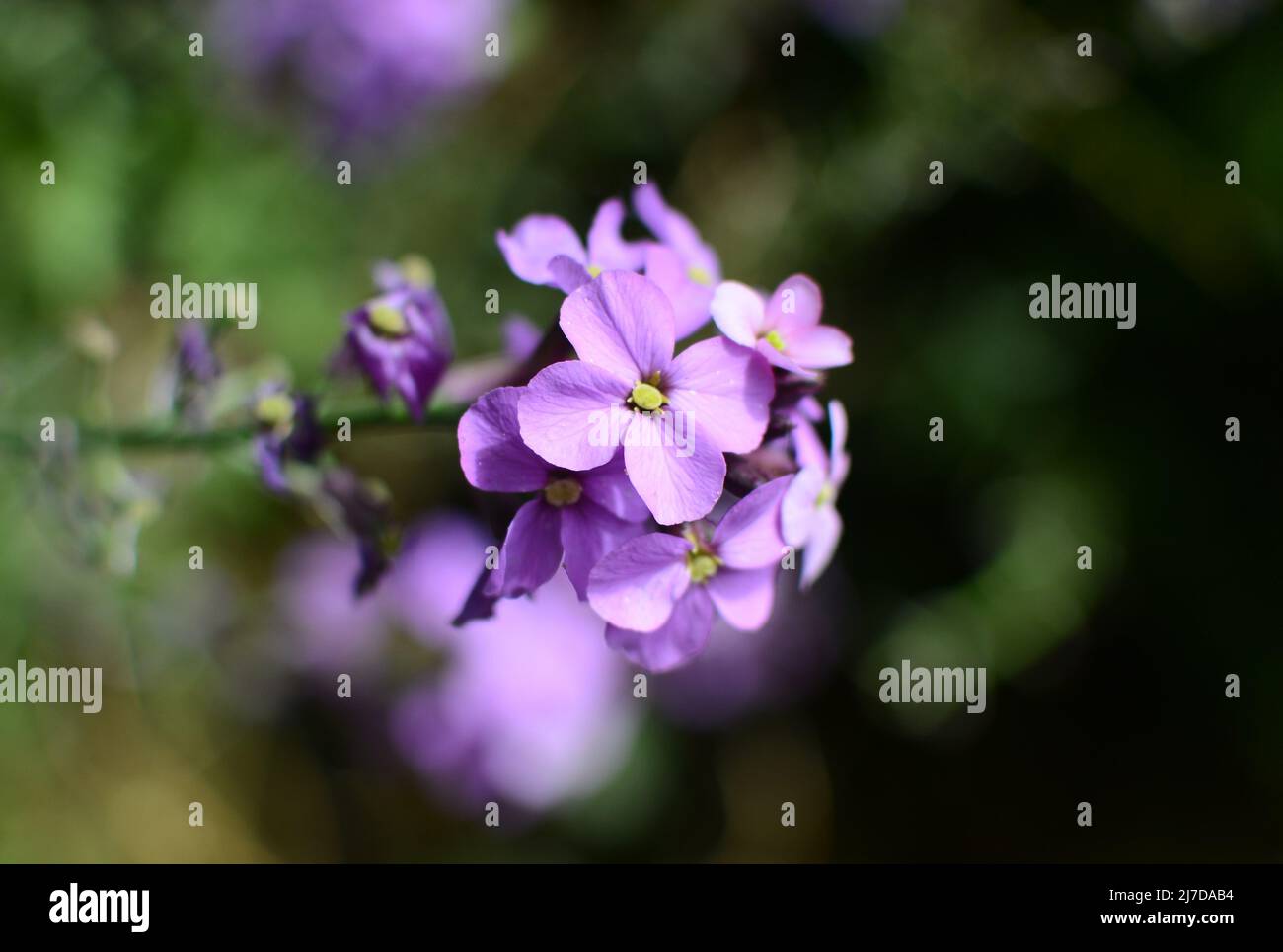 Purple aesthetics hi-res stock photography and images - Alamy