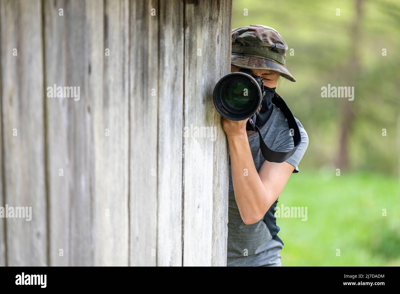 Female paparazzi detective taking pictures from the hide Stock Photo ...