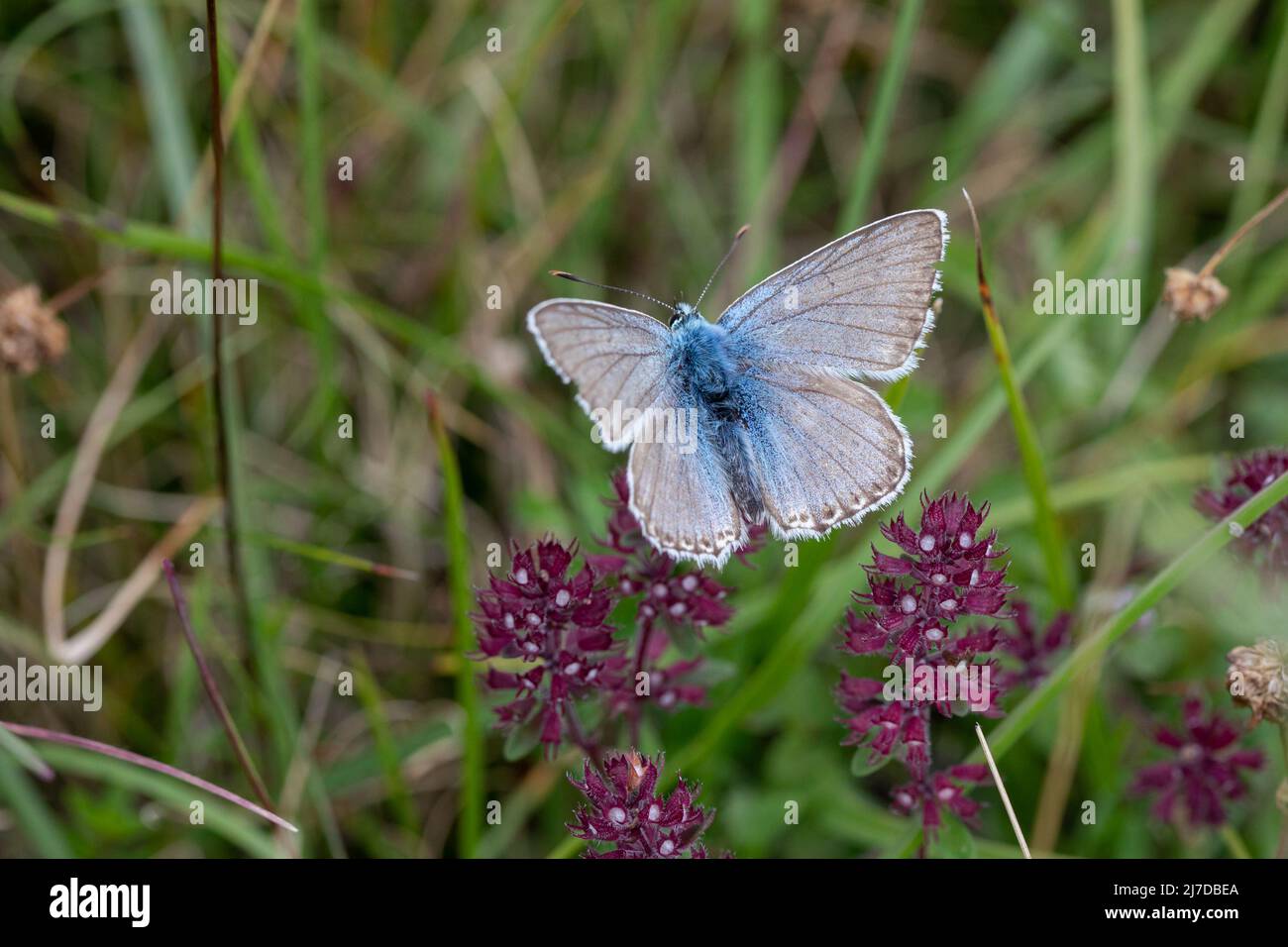 Chalkhill Blue Butterfly on flowers in a chalk pit in Hertfordshire ...