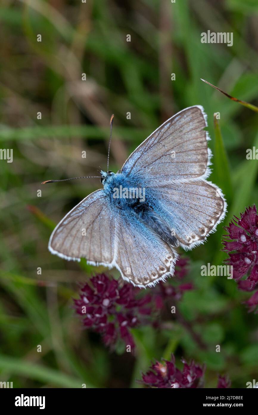 False chalkhill blue hi-res stock photography and images - Alamy