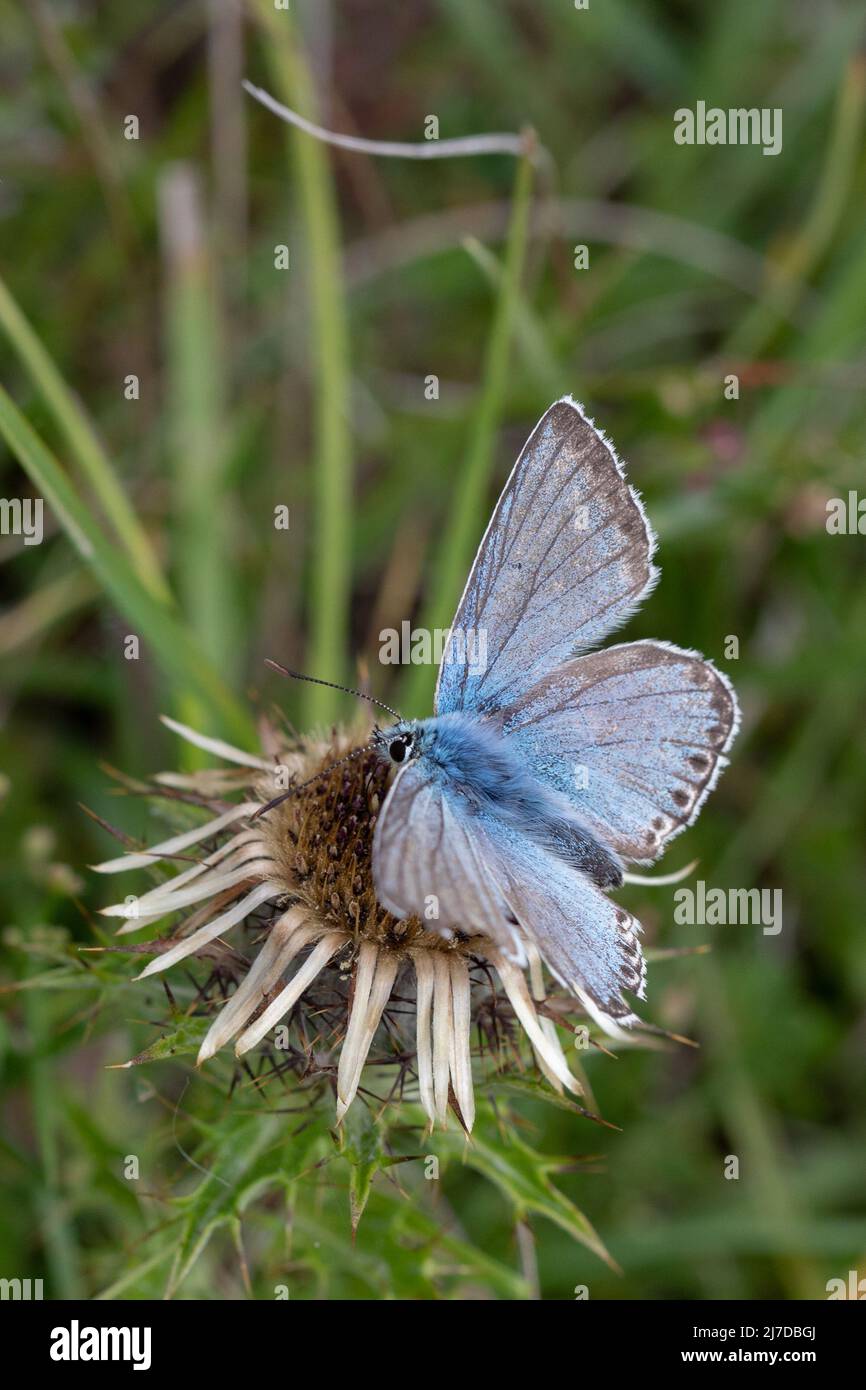Chalkhill Blue Butterfly on flowers in a chalk pit in Hertfordshire ...