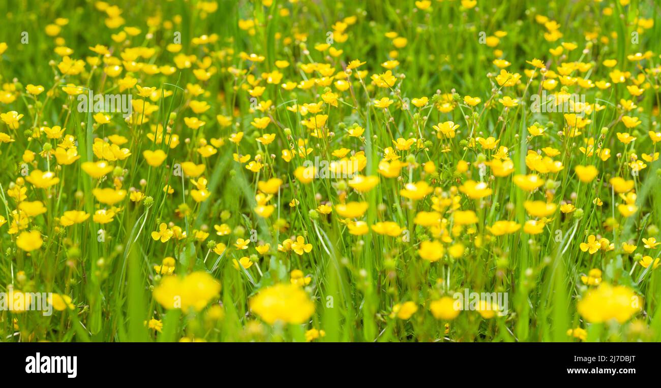 Wild yellow spring flowers. Springtime yellow wild flowers in green ...