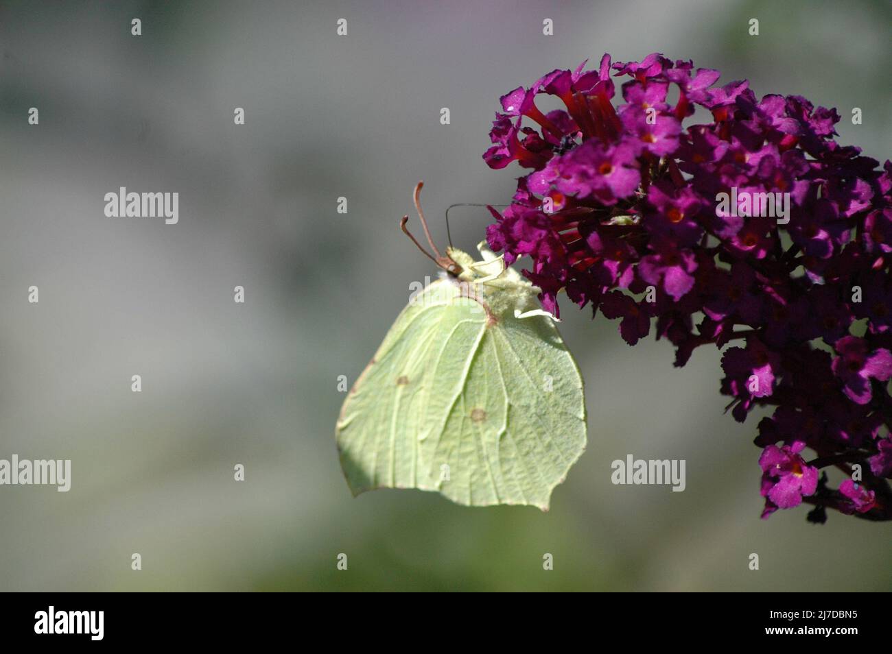 Yellow brimstone butterfly hi-res stock photography and images - Alamy