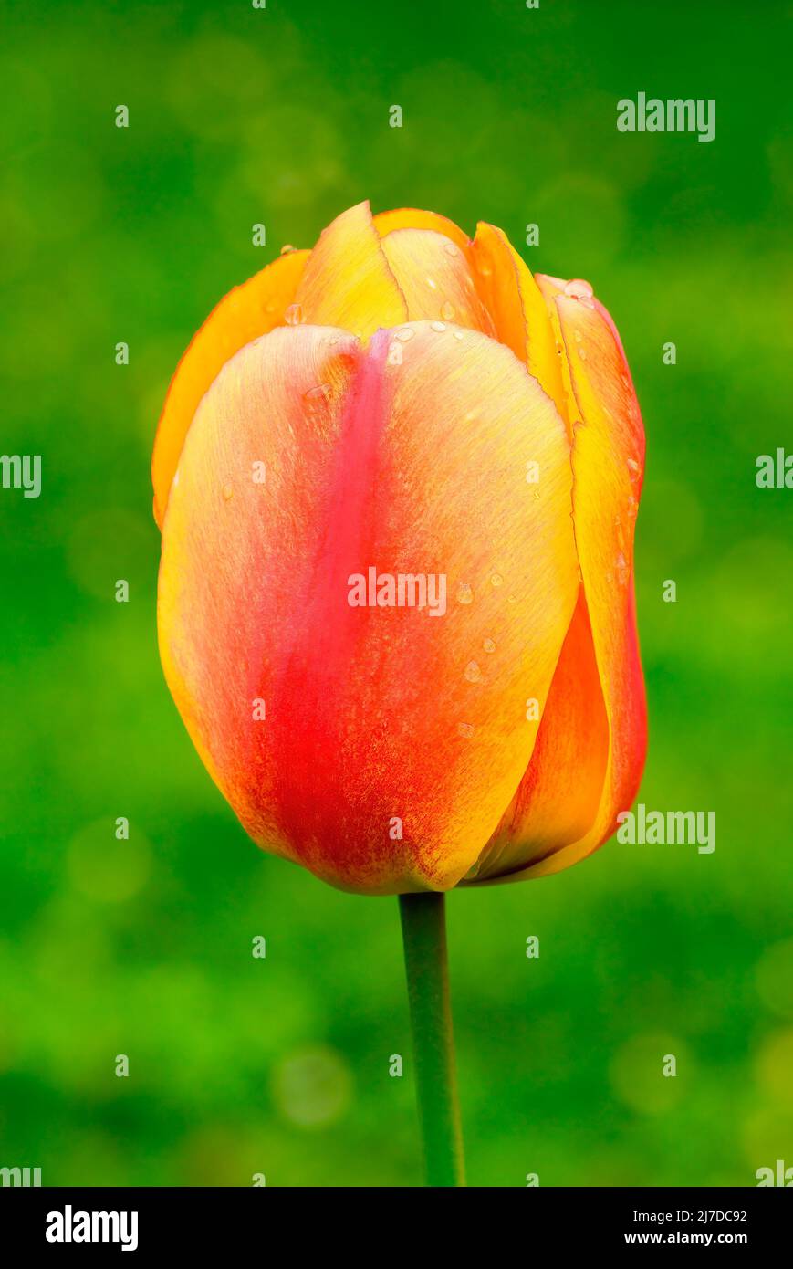Puchov hi-res stock photography and images - Alamy