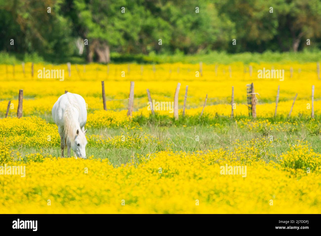 White horse amidst yellow flowers hi-res stock photography and images ...
