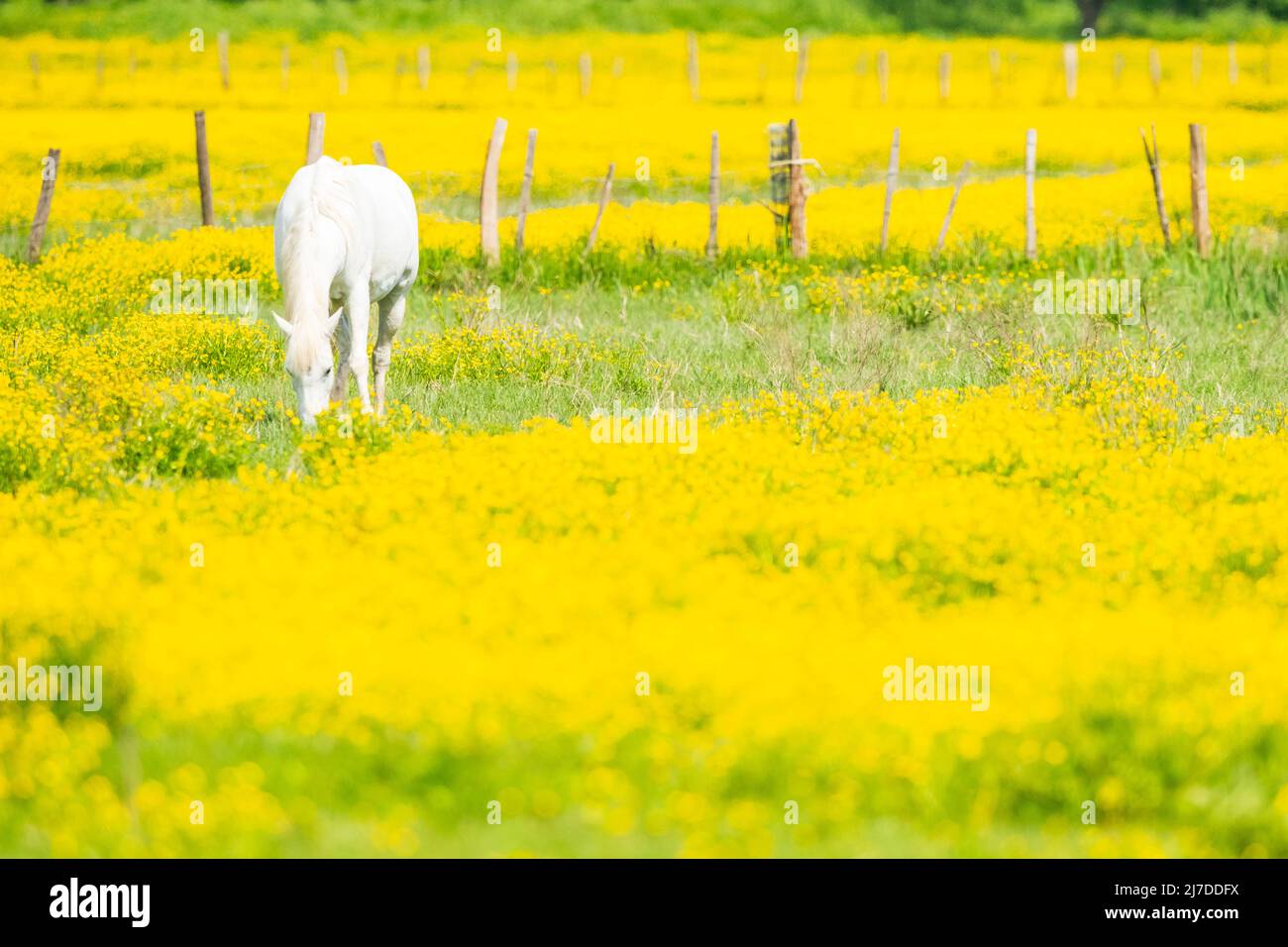 White horse amidst yellow flowers hi-res stock photography and images ...
